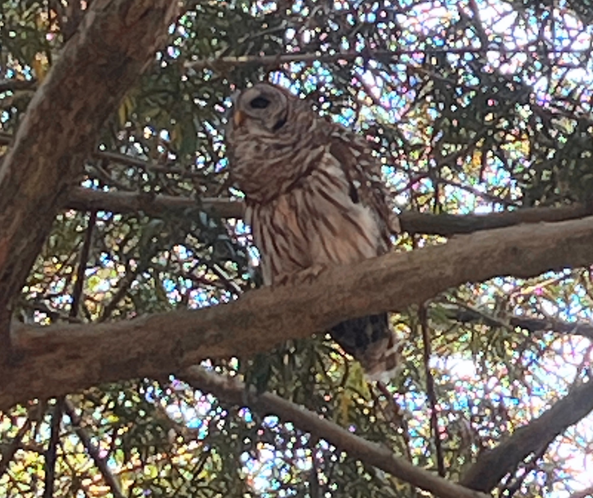 A Beginner’s Guide to Forest Bathing: Embrace Nature in Central Florida ...